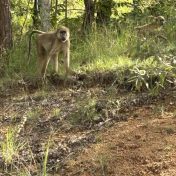 Chimala Mission – Working for the Lord in Tanzania, Africa